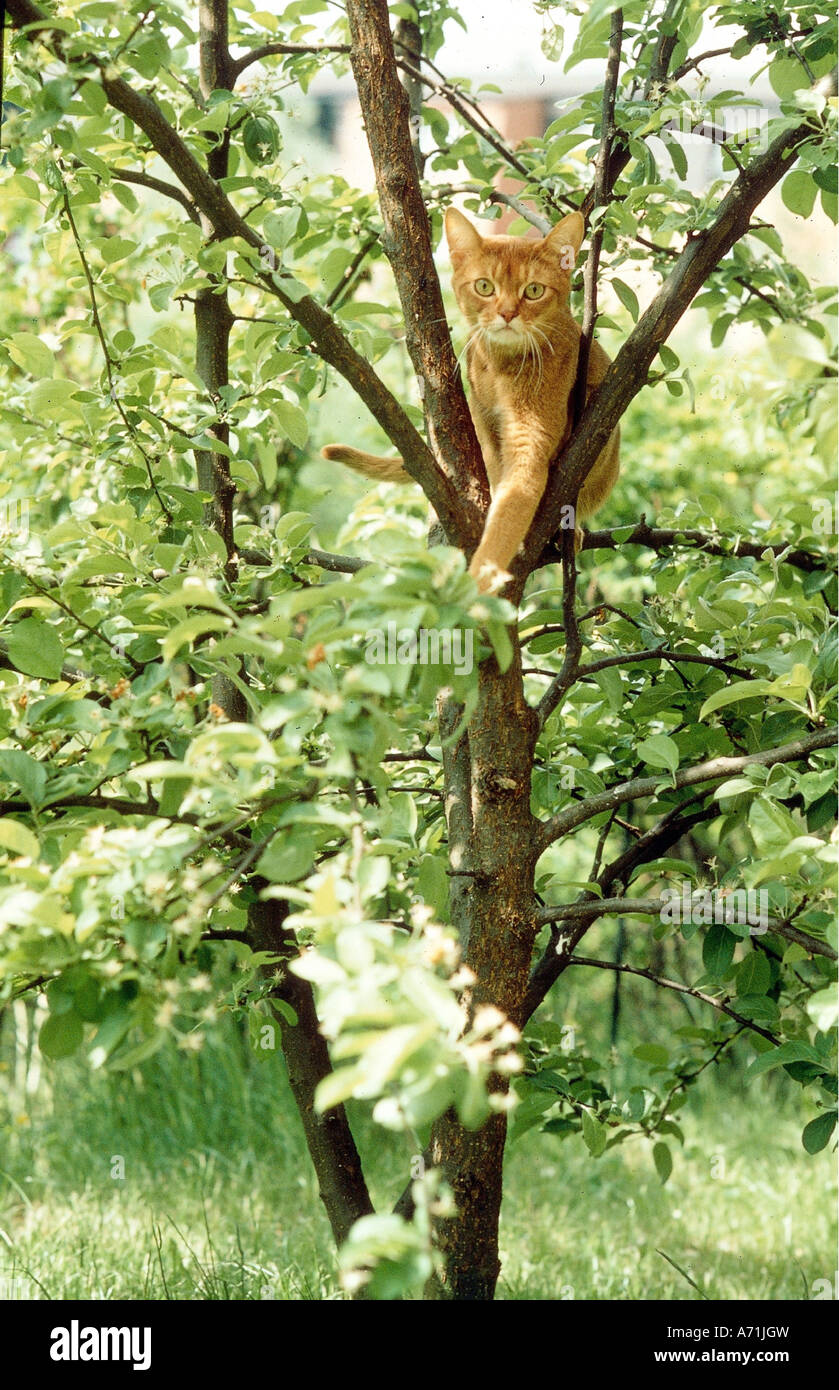 zoology / animals, mammal / mammalian, cats, (Felidae), red domestic ...