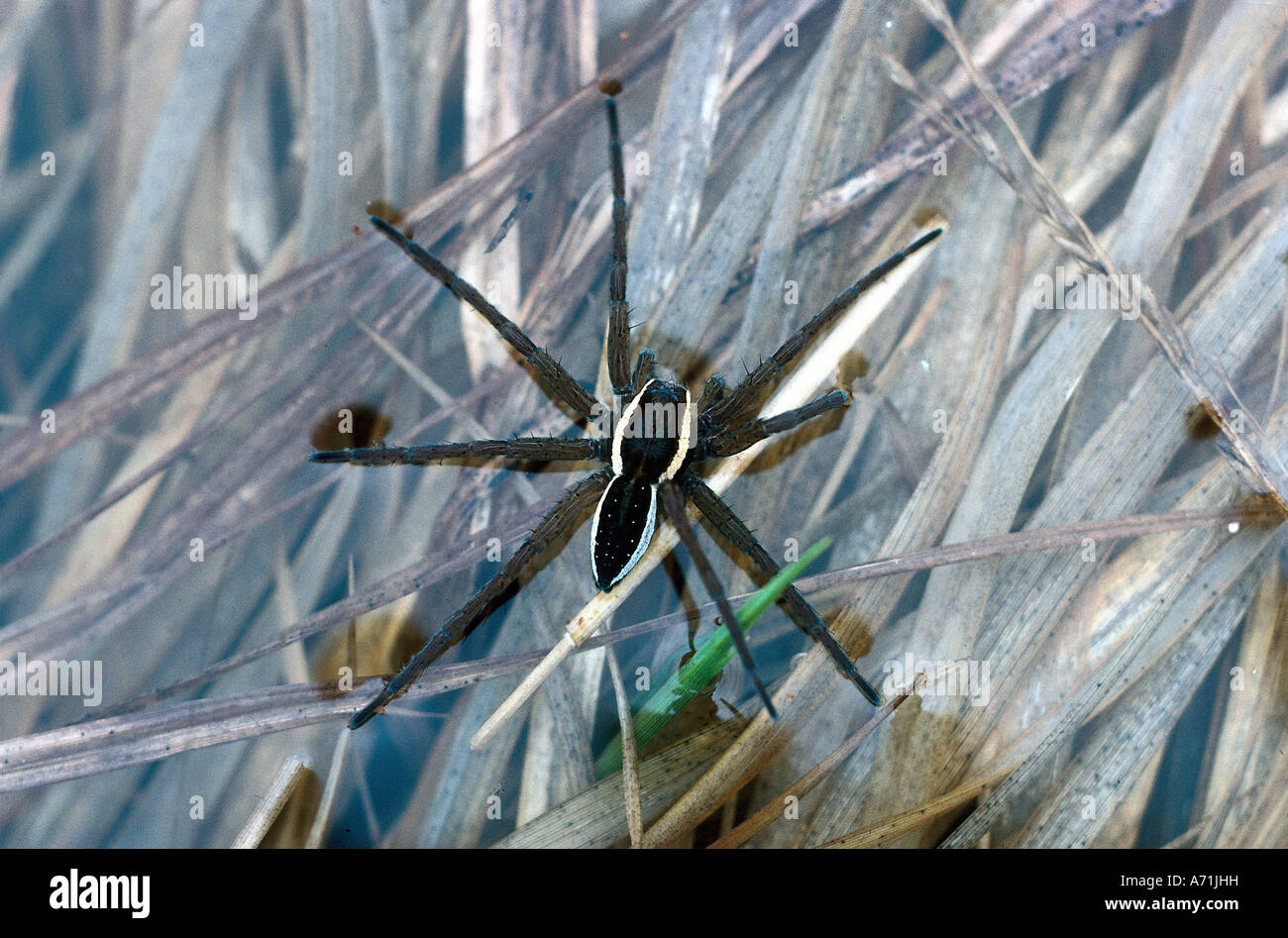 zoology / animals, arachnid, spiders, Raft spider, (Dolomedes ...