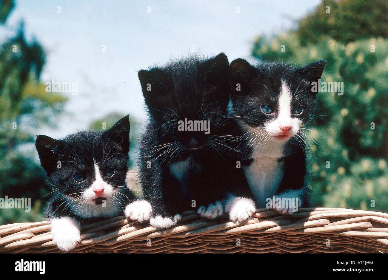 zoology / animals, mammal / mammalian, cats, (Felidae), domestic cat ...