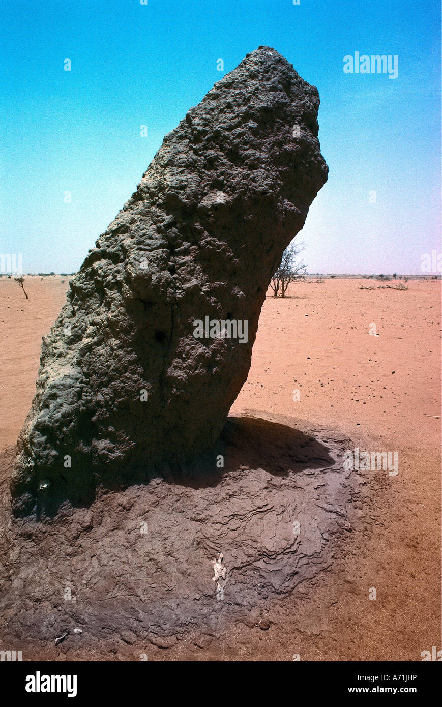 zoology / animals, insects, termite, (Isoptera), termite hill, in ...