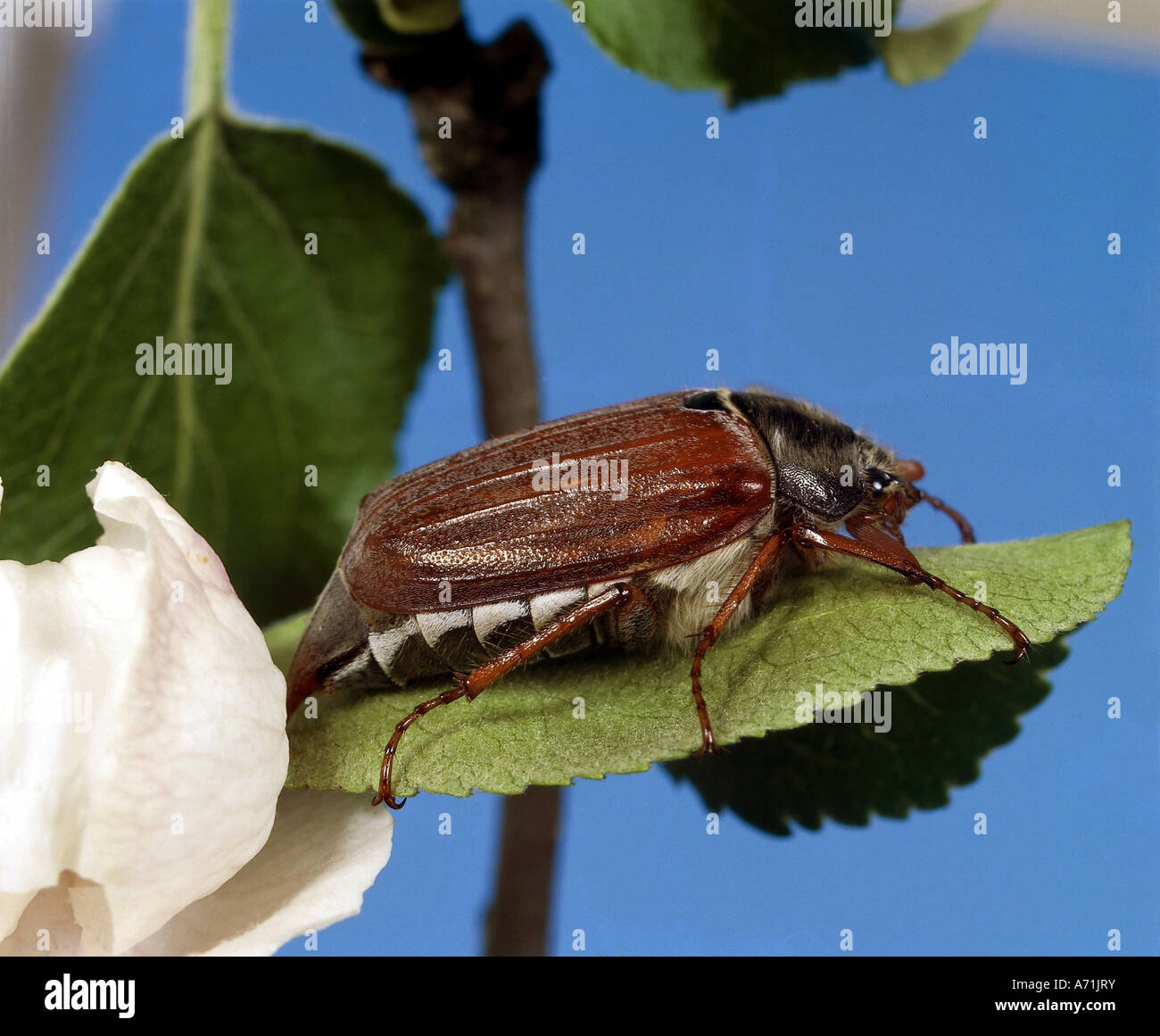 zoology / animals, insects, beetles, Cockchafer, May Bug, (Melolontha ...
