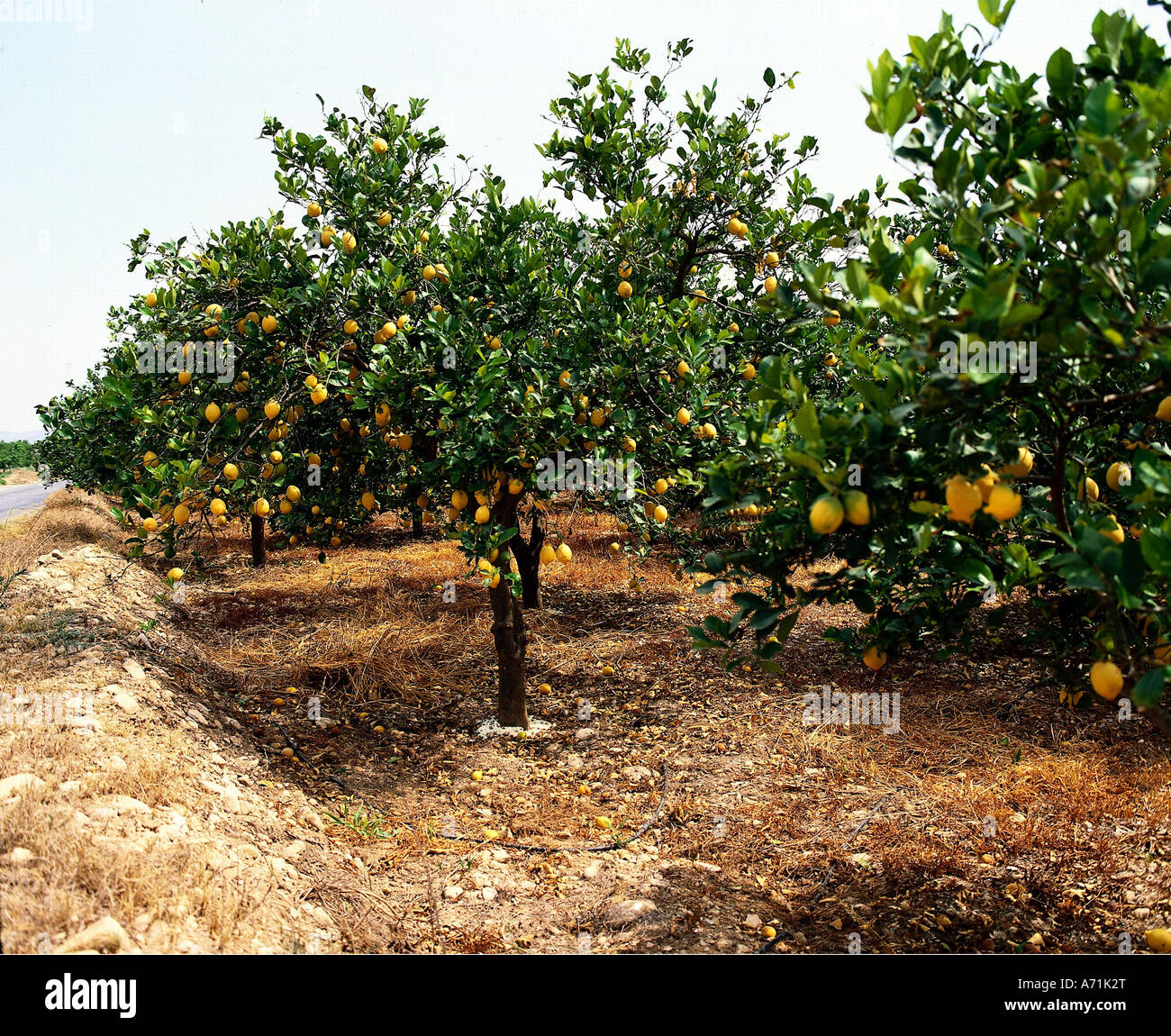 Citrus Medica Tree Stock Photos & Citrus Medica Tree Stock Images - Alamy