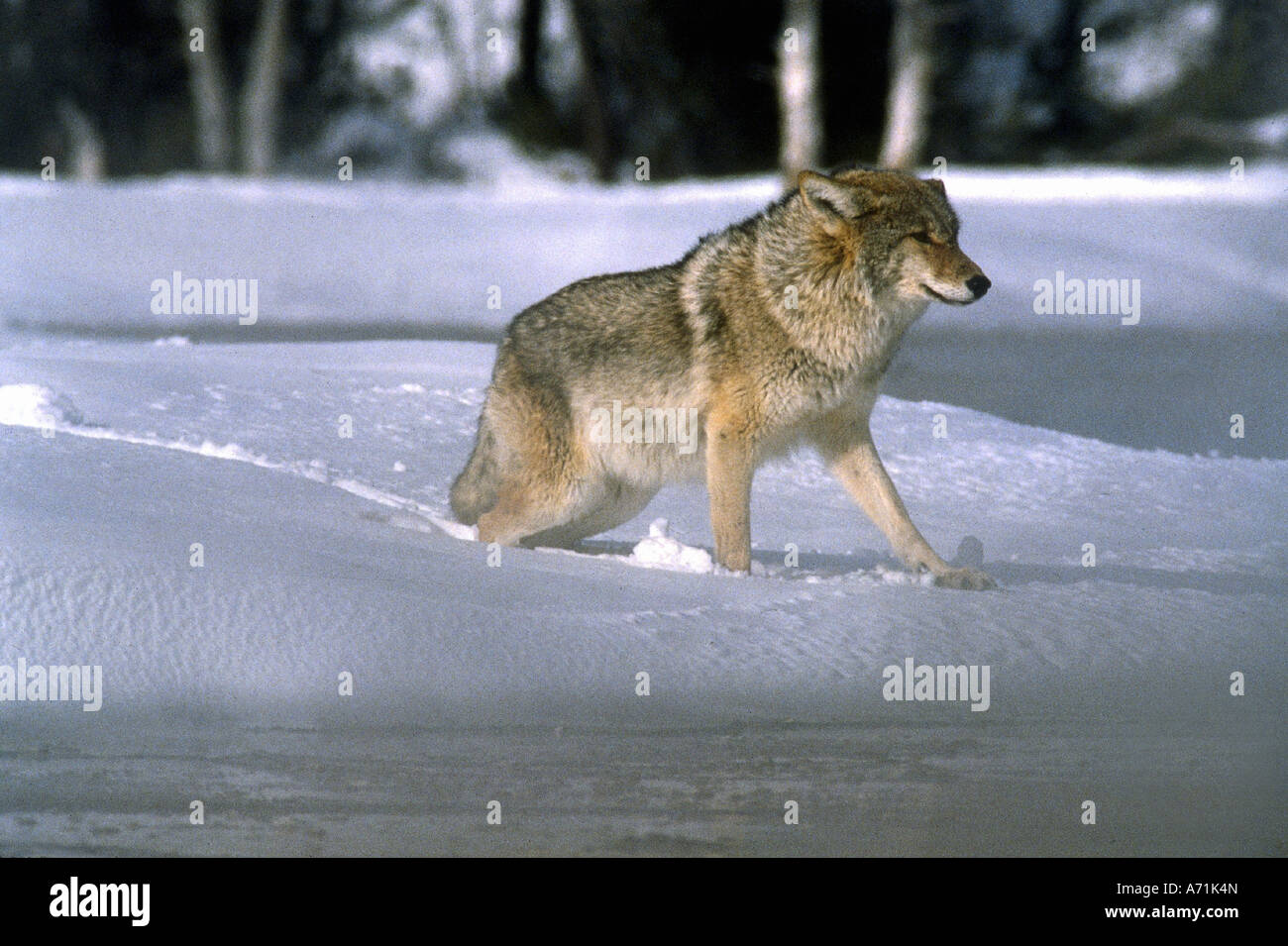 The prairie wolf hi-res stock photography and images - Alamy