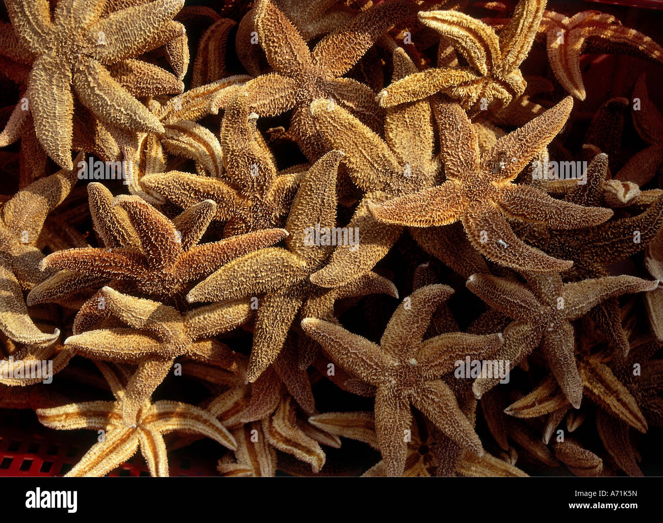 zoology / animals, Echinoderm, Common starfish, (Asterias rubens ...