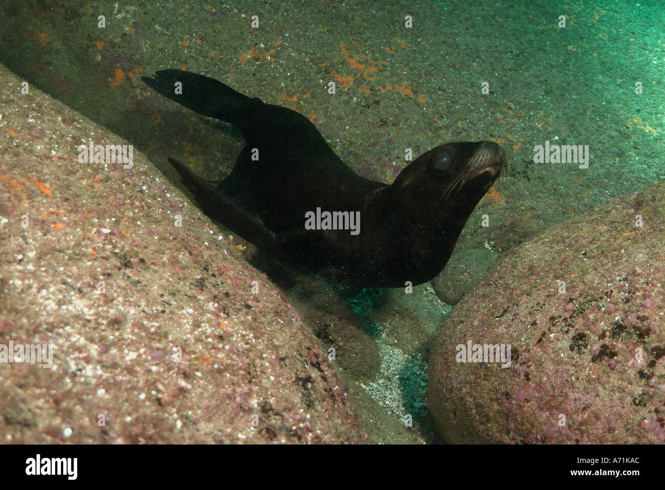 A puppy sea lion playing in a cave in the Sea of Cortez Stock Photo - Alamy