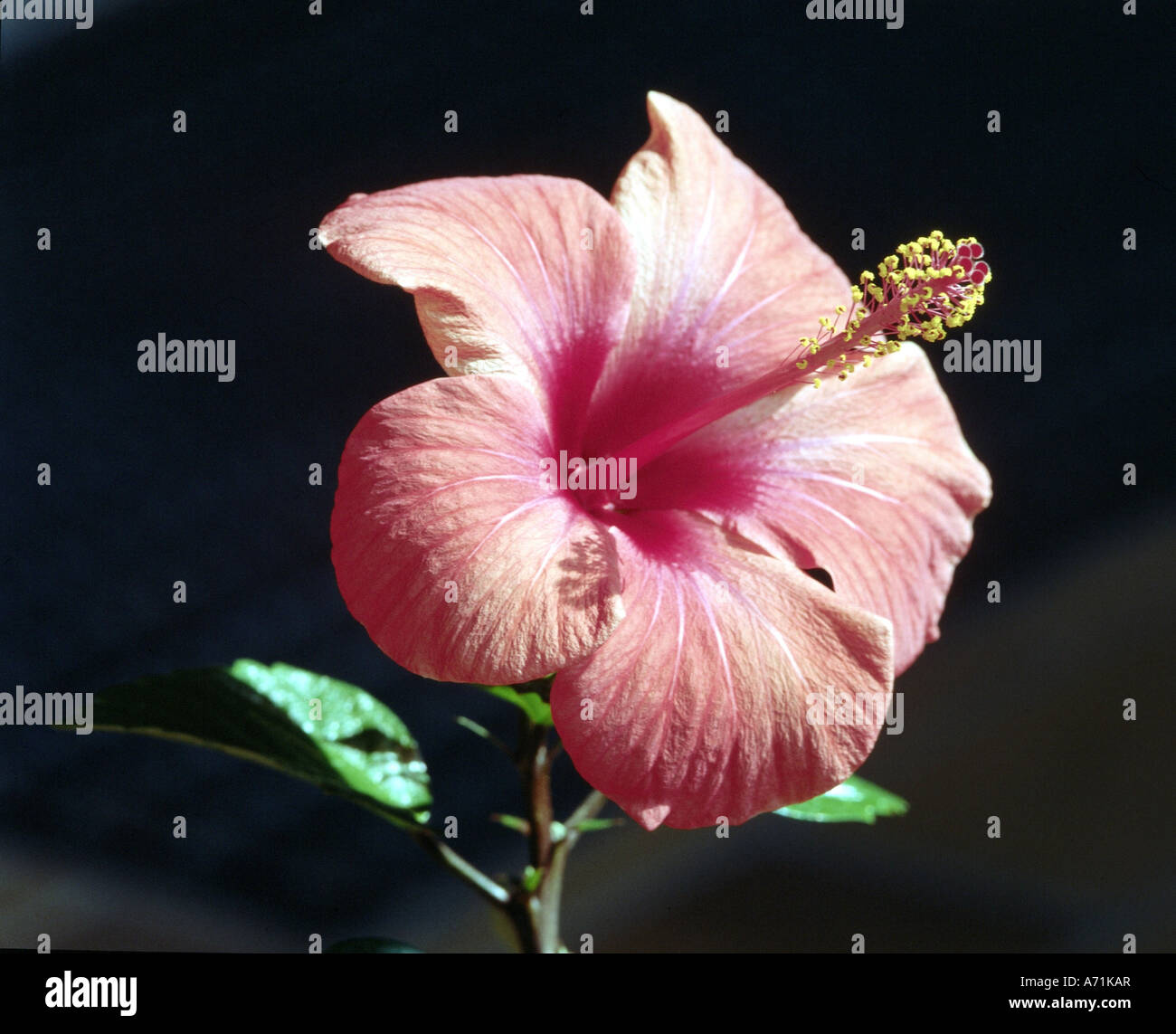 botany, hibiscus, rose mallow, (Hibiscus syriacus), blossom, blooming ...