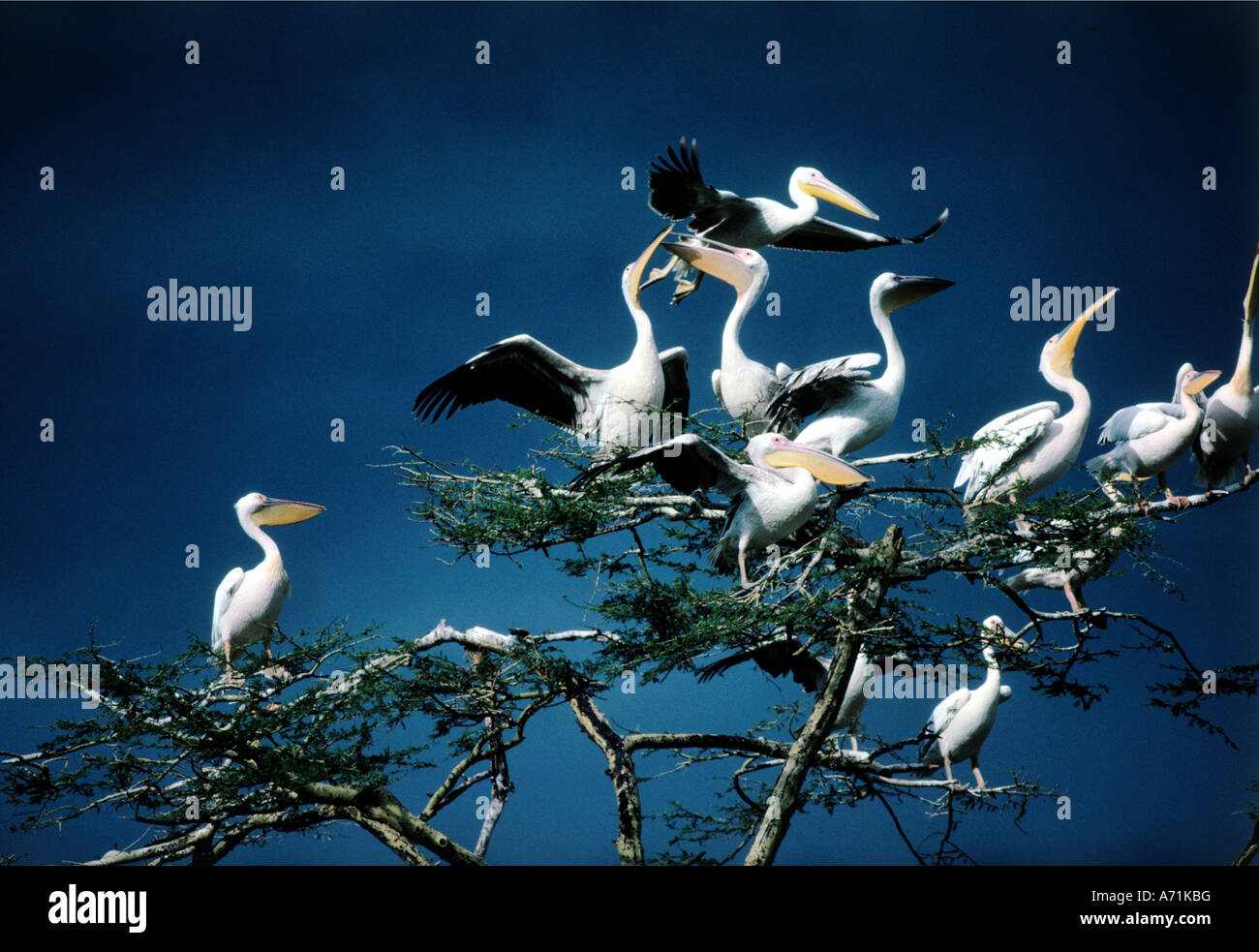 zoology / animals, avian / birds, White Pelican, (Pelecanus onocrotalus ...