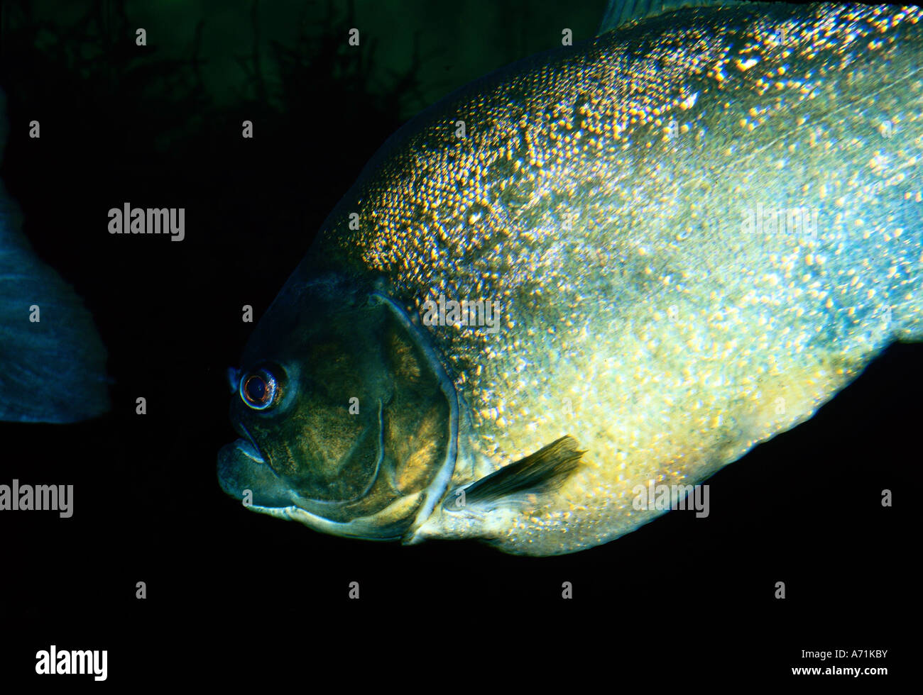 zoology / animals, fish, Piraya piranha, (Pygocentrus piraya ...