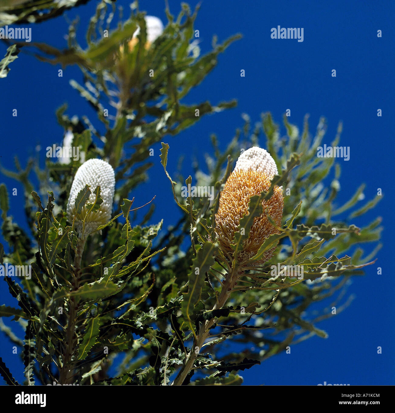 "botany, Banksia, Acorn Banksia, "Banksia prionotes", blossoms at ...