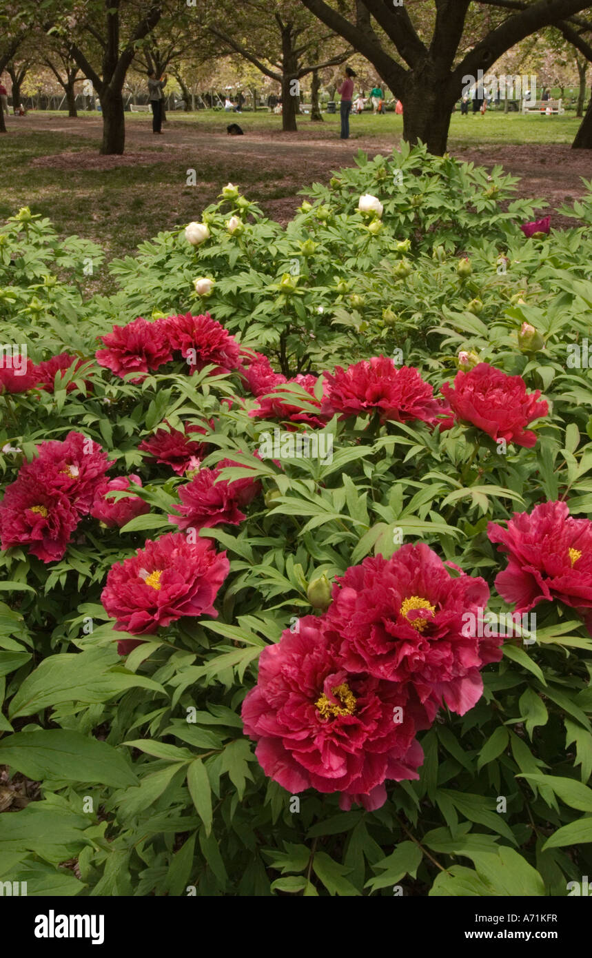Red Tree Peonies Stock Photo - Alamy