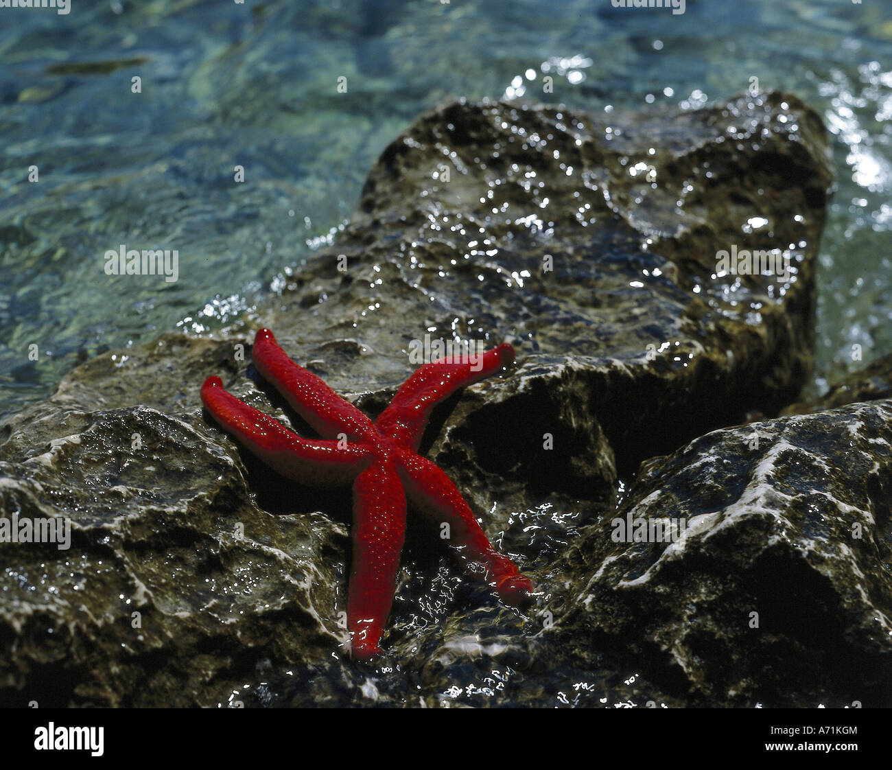zoology / animals, Echinoderm, Red Starfish, (Echinaster sepositus), on ...