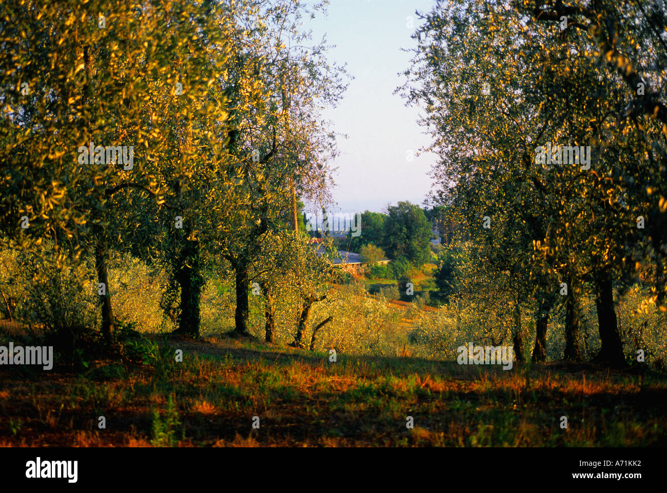 Olive trees growing in the tuscan landscape hi-res stock photography ...