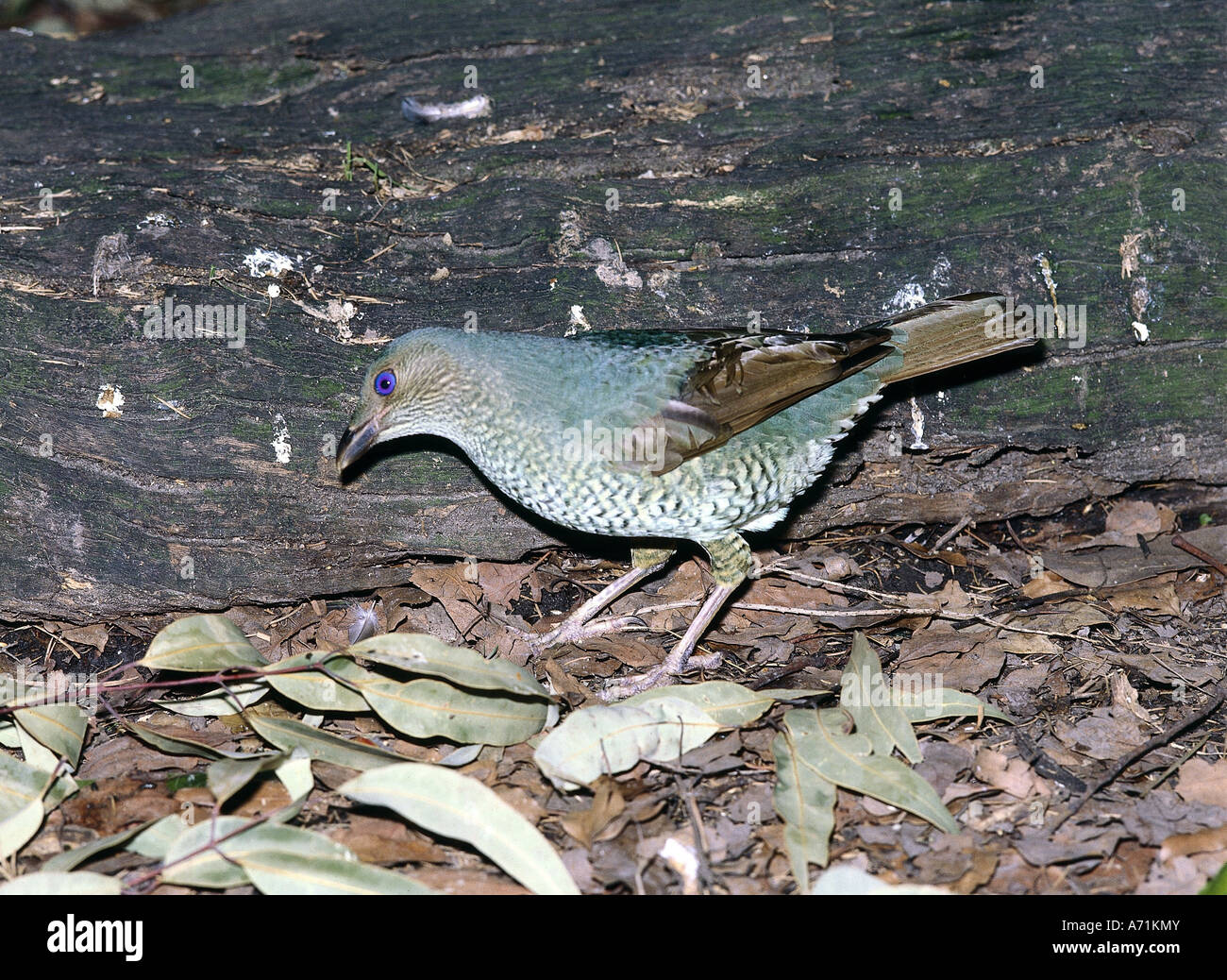 zoology / animals, avian / birds, Satin Bowerbird, (Ptilonorhynchus violaceus), female ...
