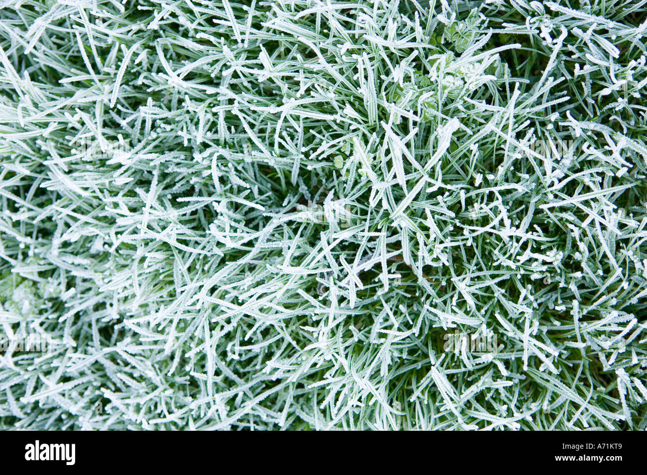 Thaw frosted grass hi-res stock photography and images - Alamy