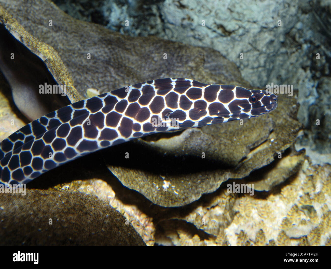 Tesselata moray eel hi-res stock photography and images - Alamy