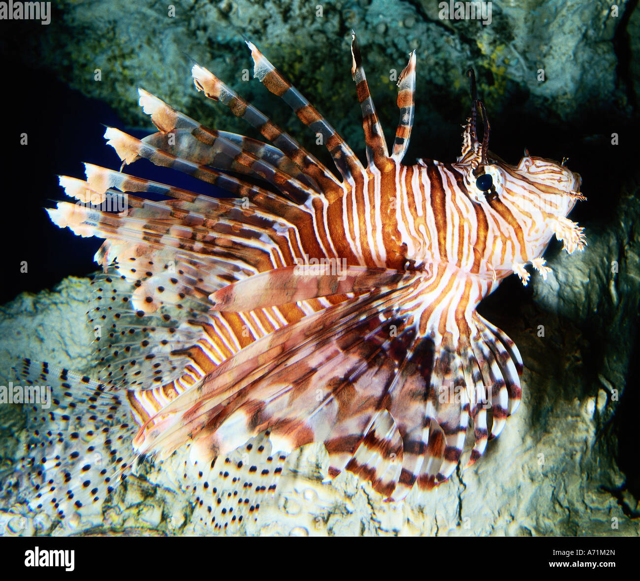 zoology / animal, fish, Red Lionfish, (Pterois volitans), in coral reef ...