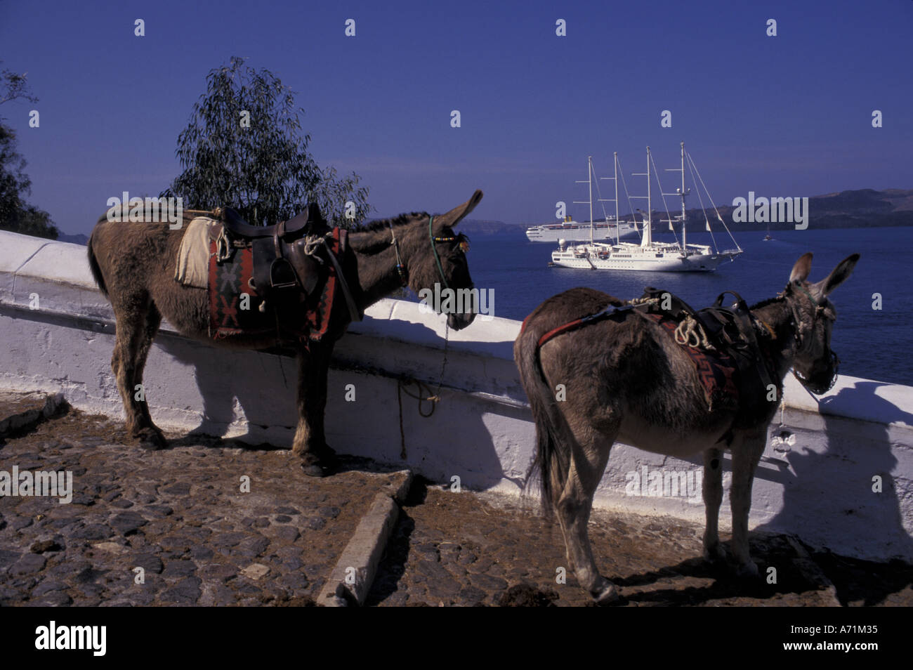 Greece, Santorini. Donkeys and cruise ships off Fira Stock Photo - Alamy