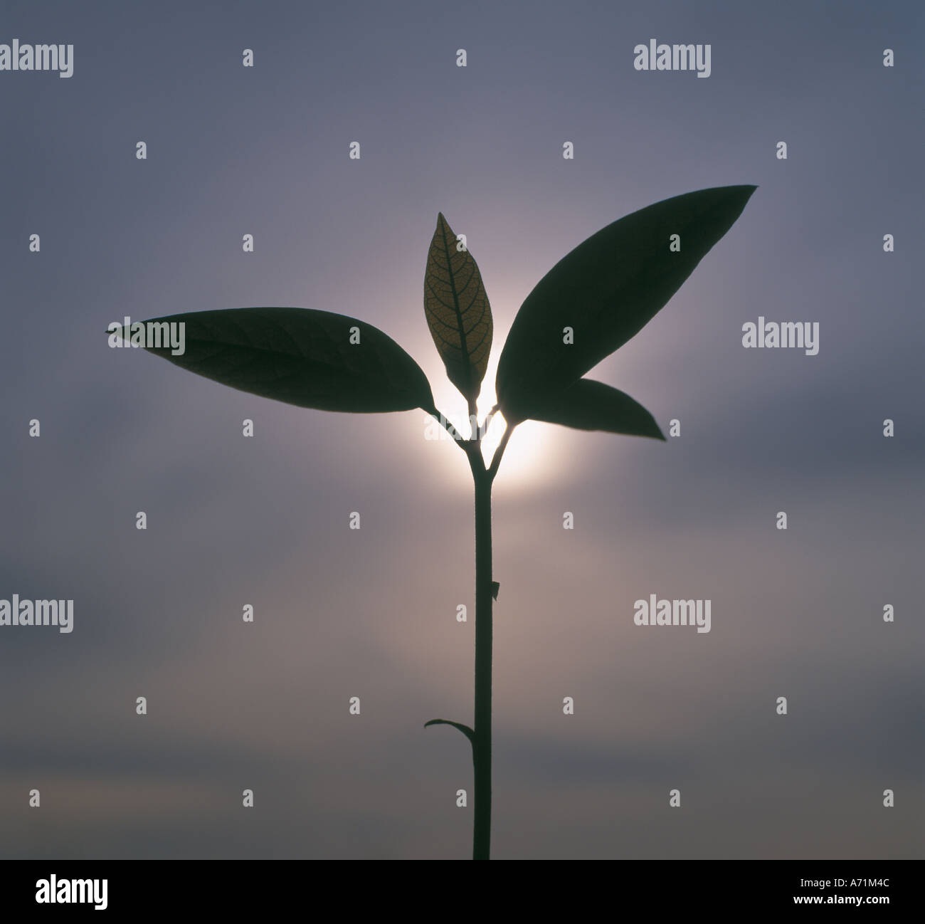 Vulnerable new growth hi-res stock photography and images - Alamy