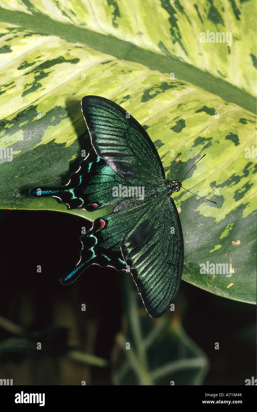 Paris peacock butterfly hi-res stock photography and images - Alamy