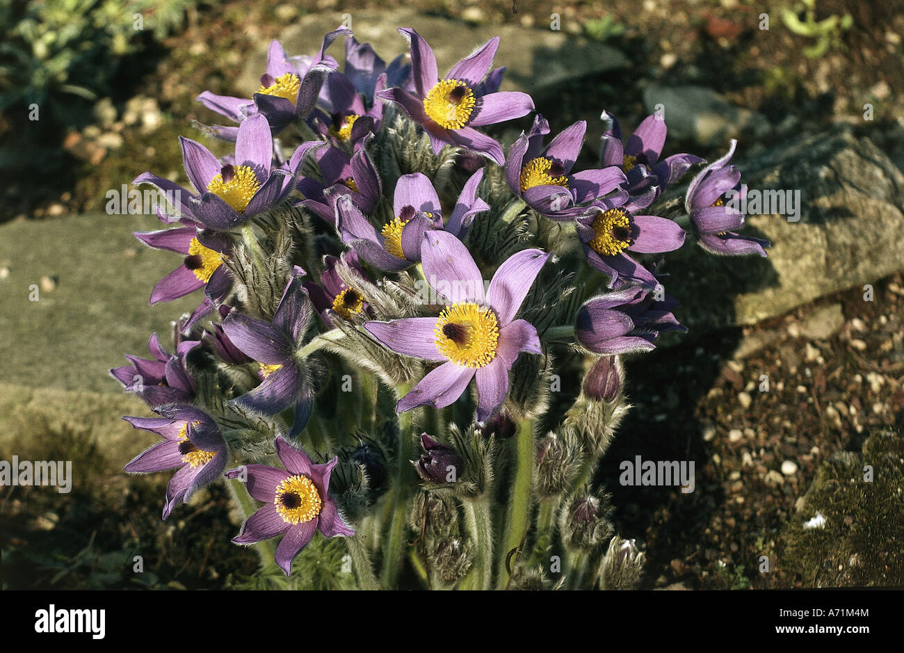 botany, Pasque flower, (Pulsatilla), Eastern Pasque flower, (Pulsatilla ...