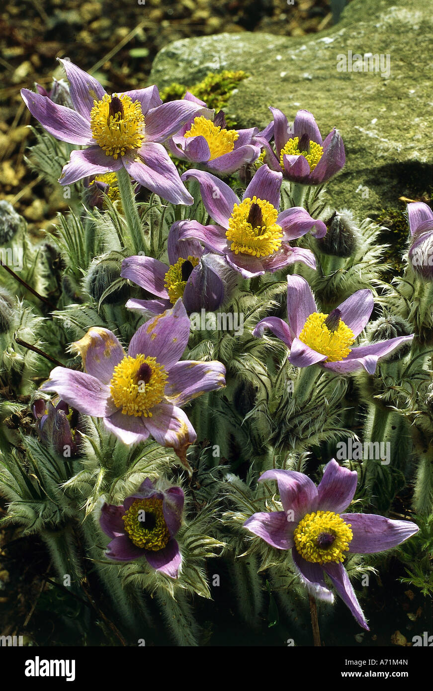 botany, Pasque flower, (Pulsatilla), Eastern Pasque flower, (Pulsatilla ...