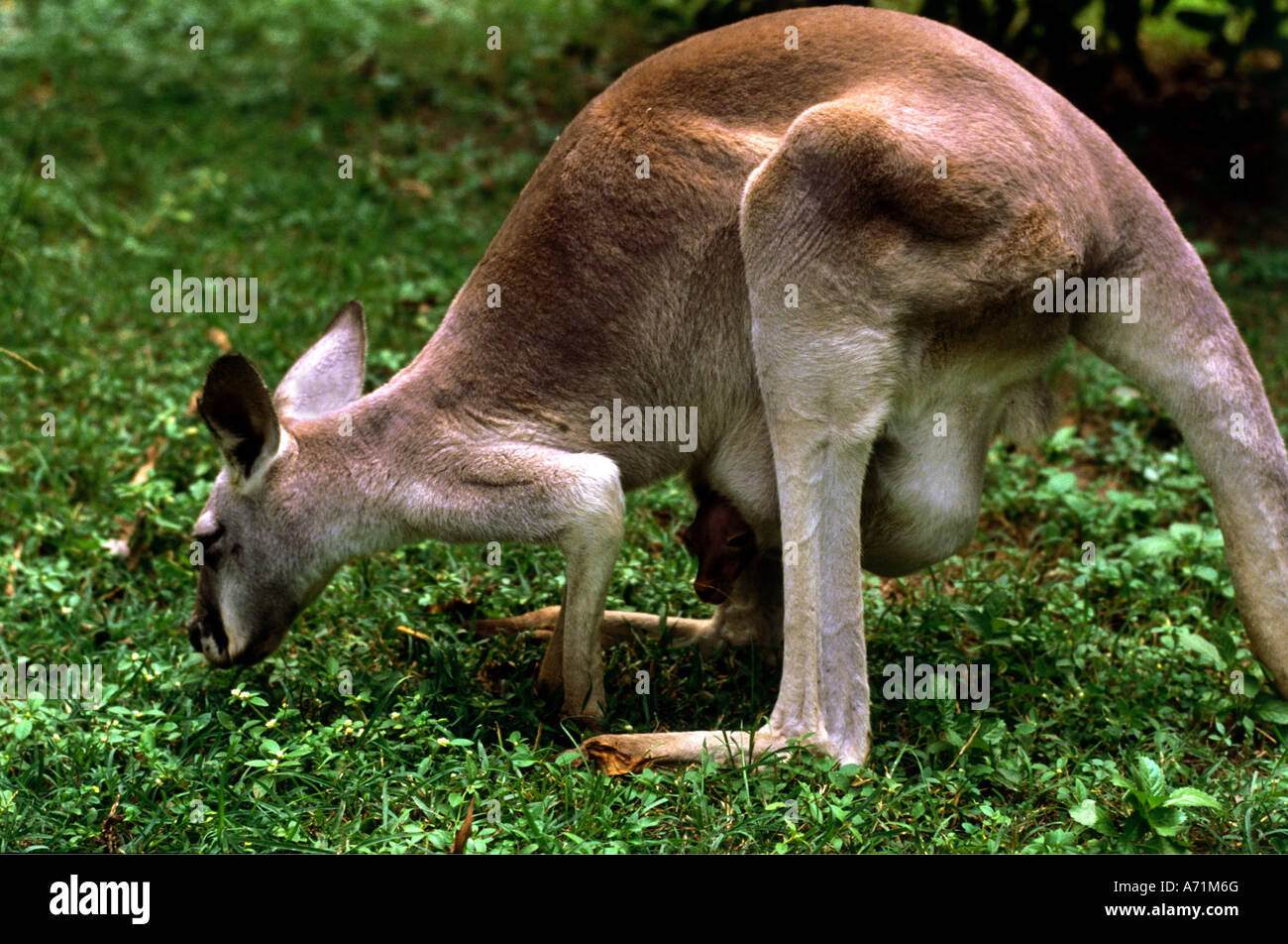 zoology / animals, mammal / mammalian, kangaroos, Red Kangaroo ...