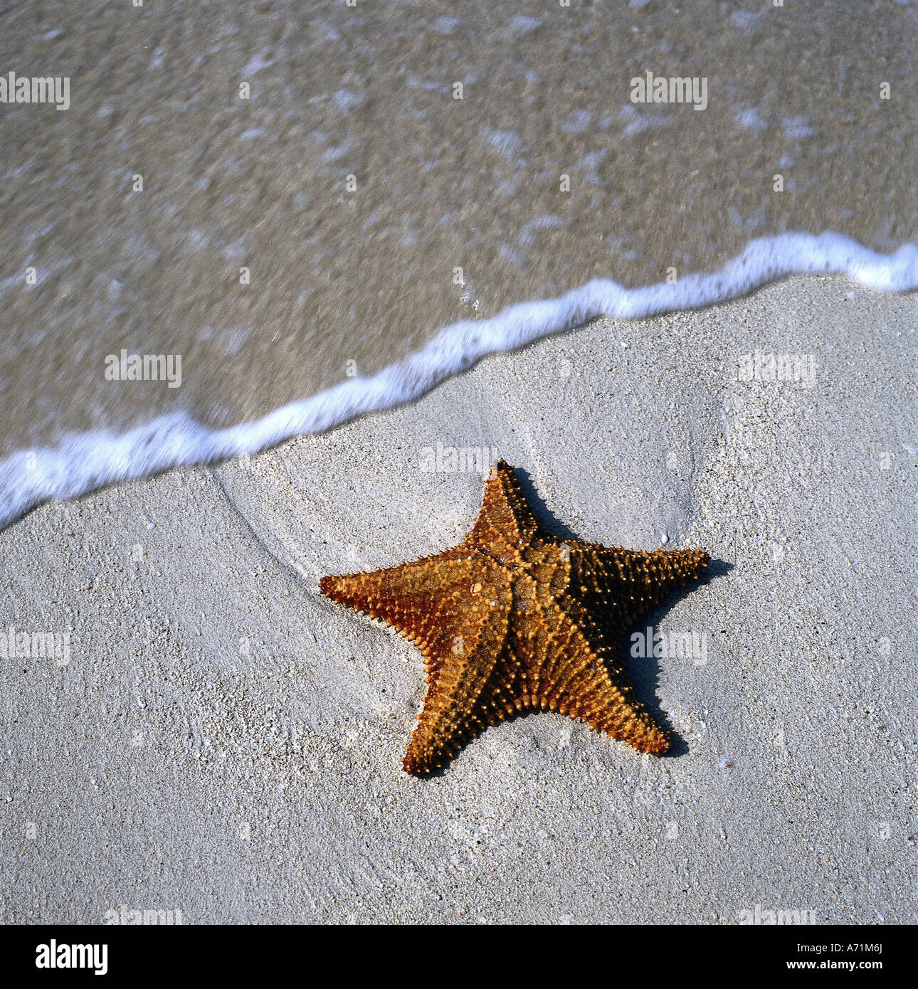 Cushioned sea star hi-res stock photography and images - Alamy