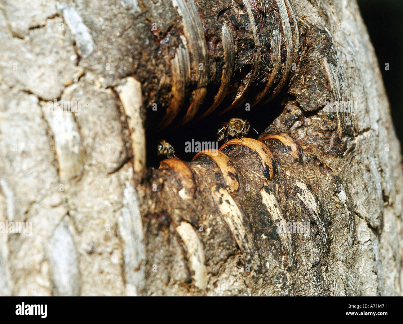 Guard bees hi-res stock photography and images - Alamy