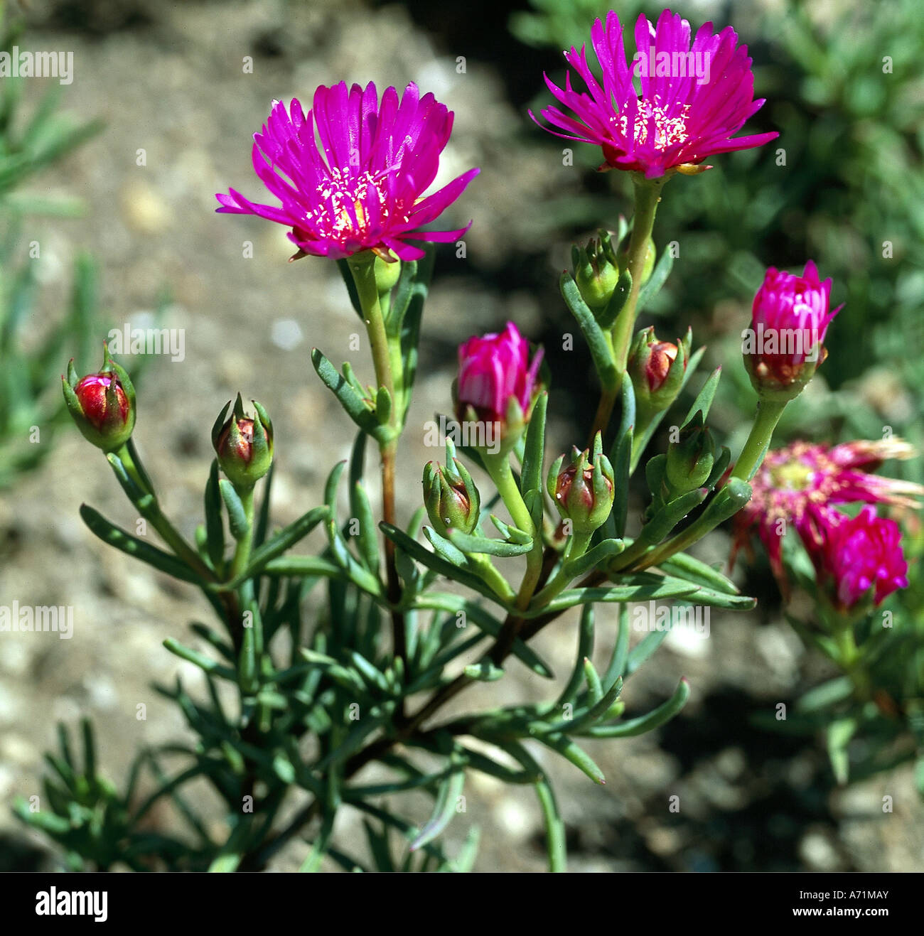 botany, Carpobrotus, (Carpobrotus), Ice Plant, (Carpobrotus ...