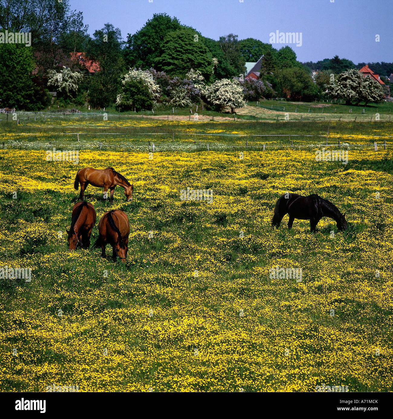 Zoology animals mammal mammalian equus hi-res stock photography and ...