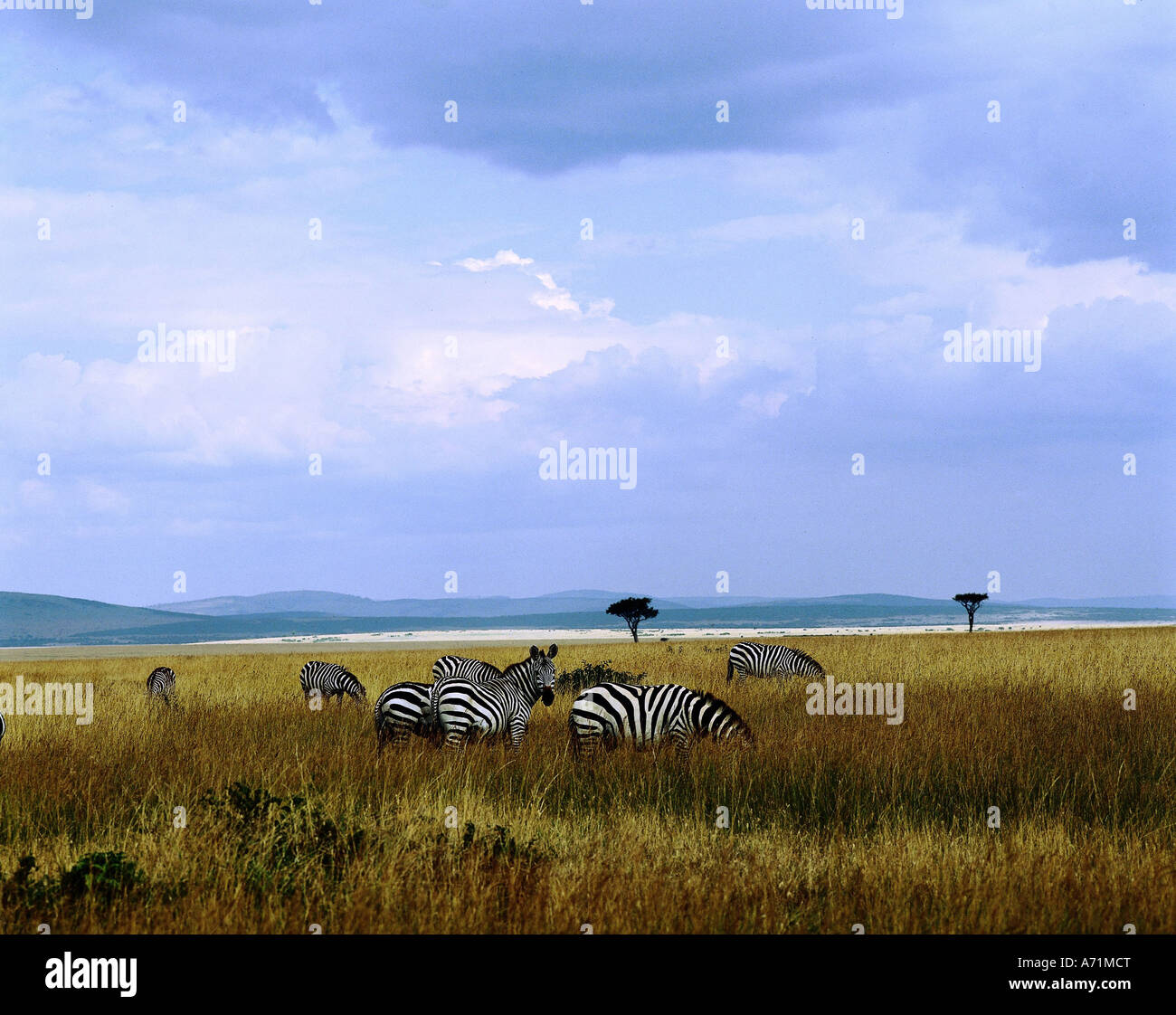 Zebr hi-res stock photography and images - Alamy