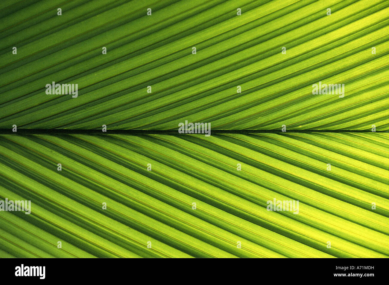 Borassus leaf hi-res stock photography and images - Alamy