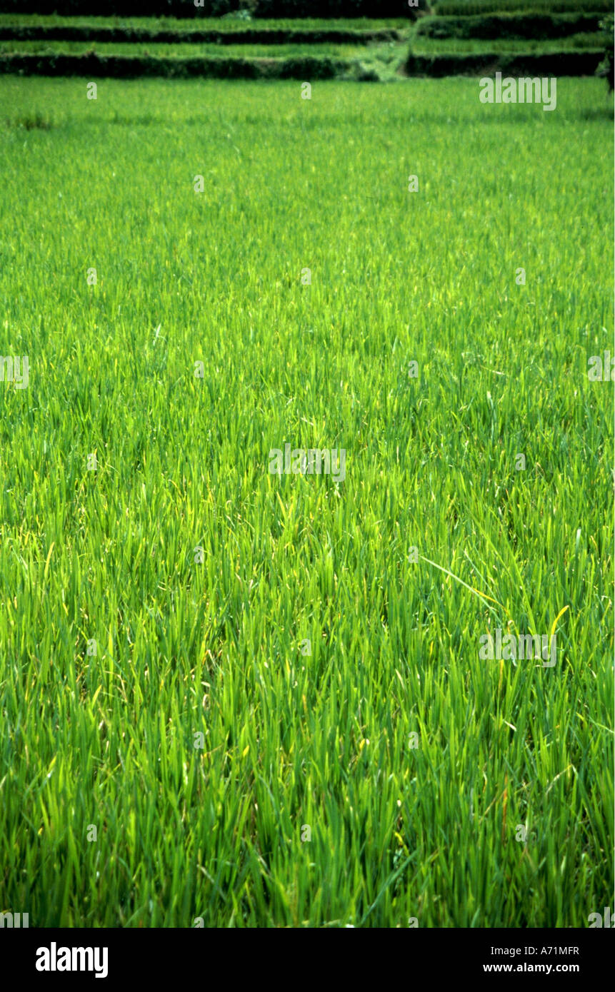 botany, rice, (Oryza sativa), rice field, cultivation, rice field, rice ...