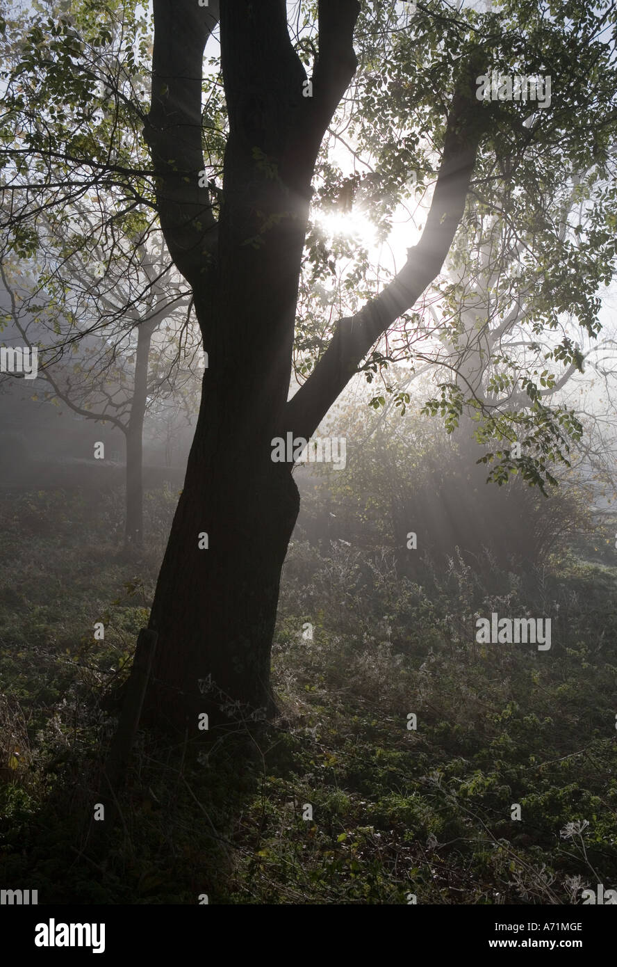 Scary winter scene hi-res stock photography and images - Alamy