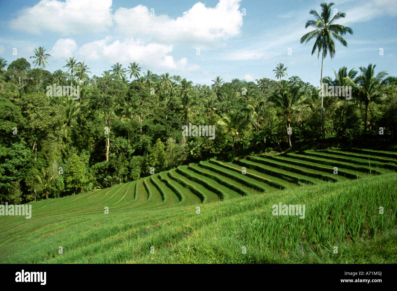 botany, rice, (Oryza sativa), cultivation, rice field, rice plants ...
