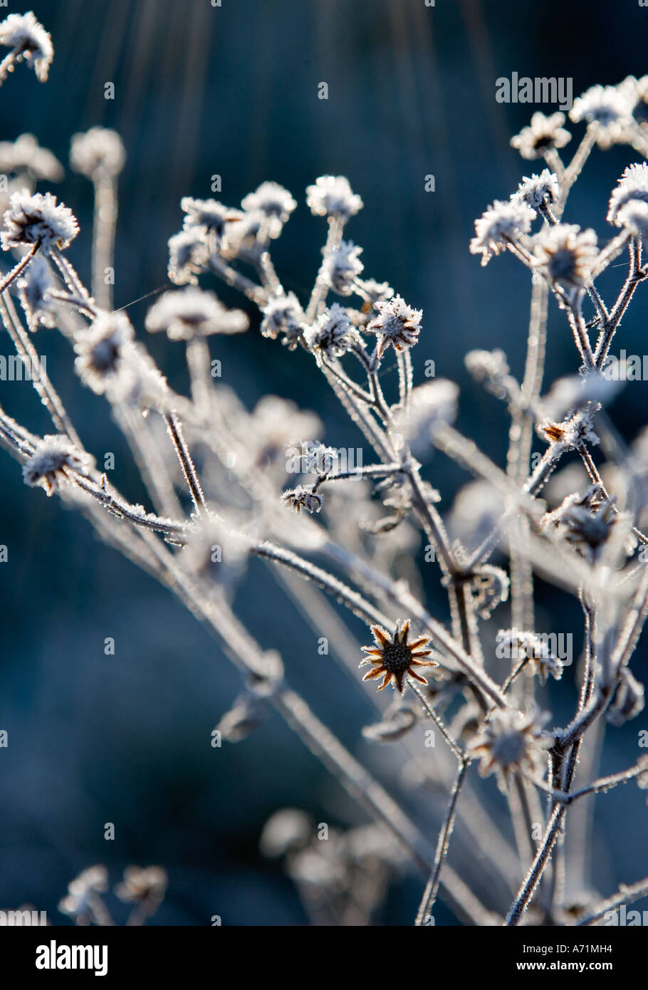 Frosted seedheads with dried dying back foliage in winter Stock Photo ...