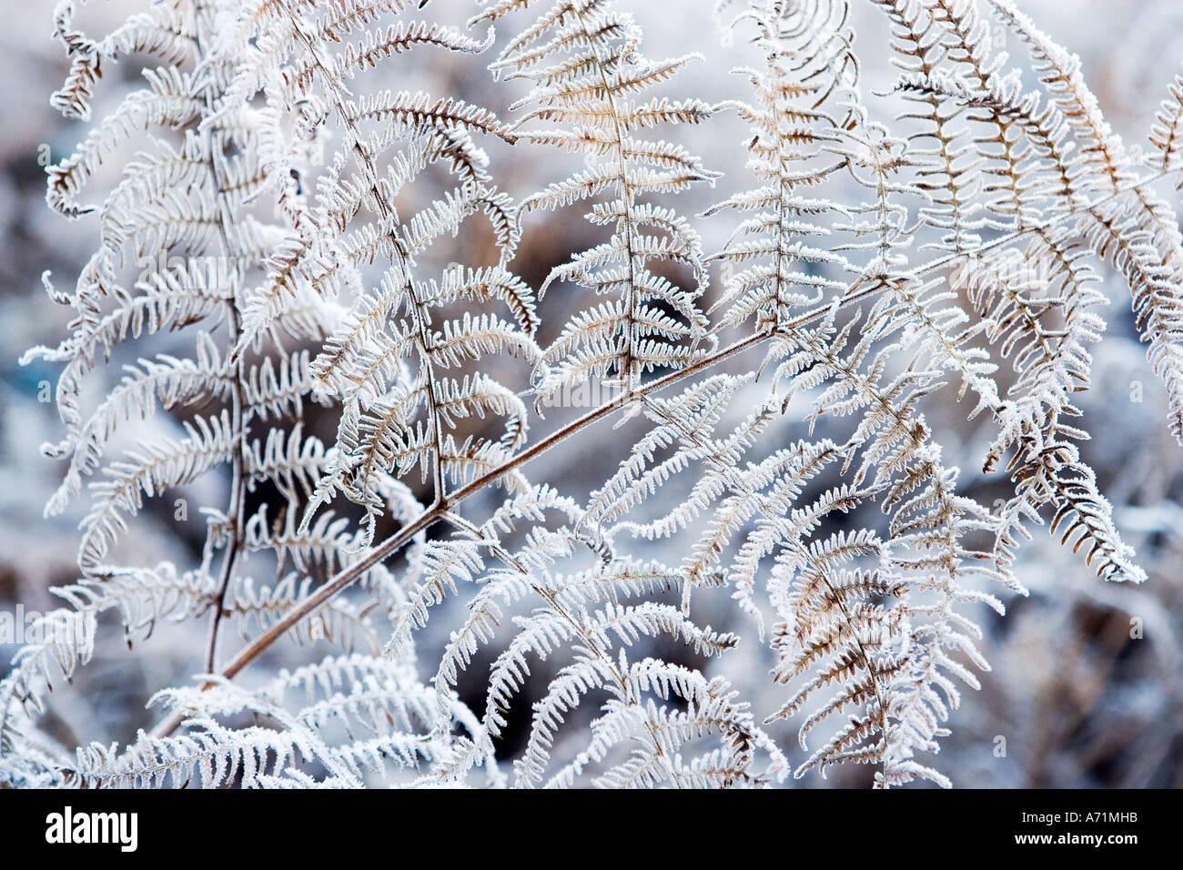 Fern ice pattern hi-res stock photography and images - Alamy