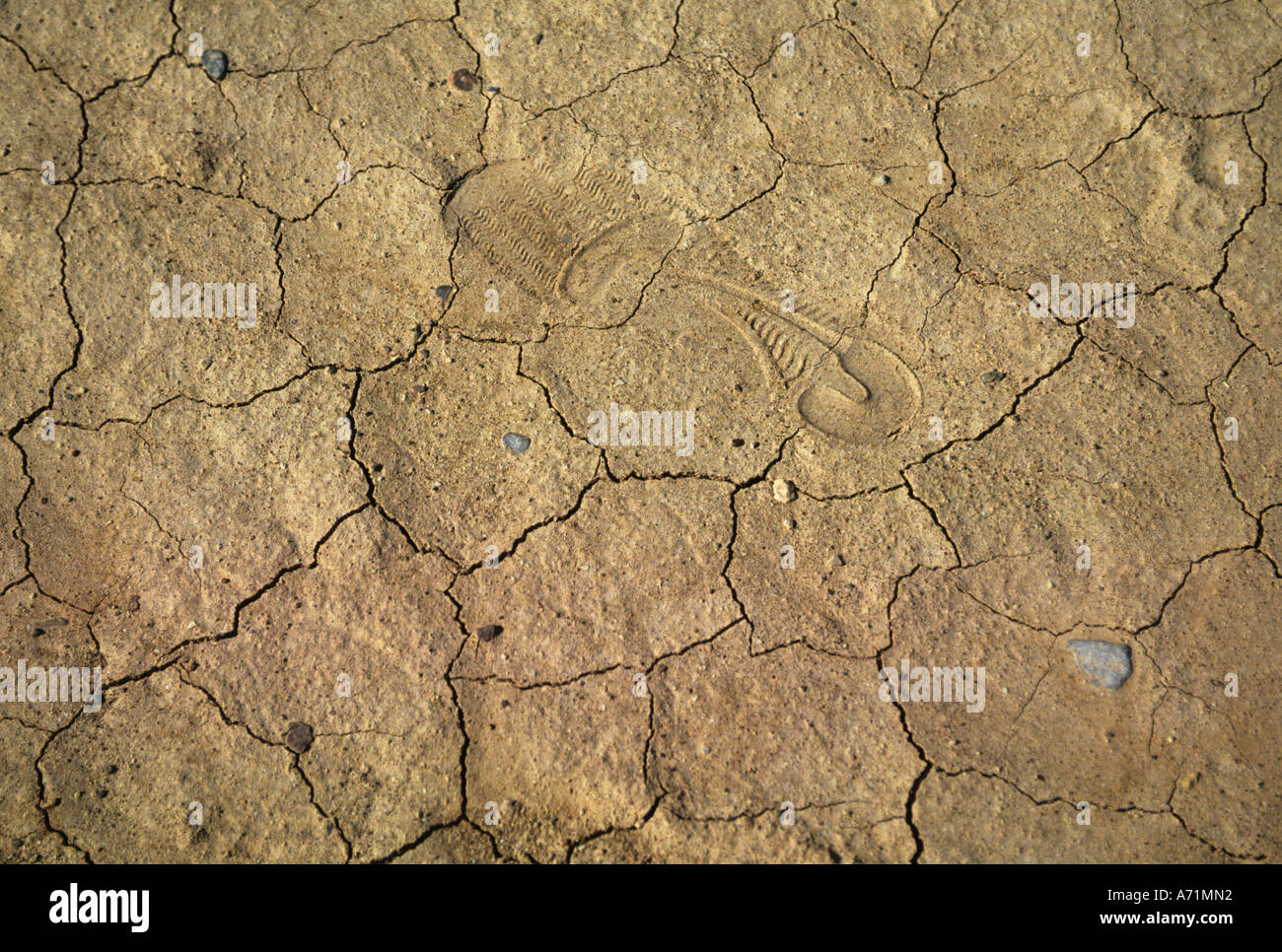 Cracked mud footprint sandra baker hi-res stock photography and images ...