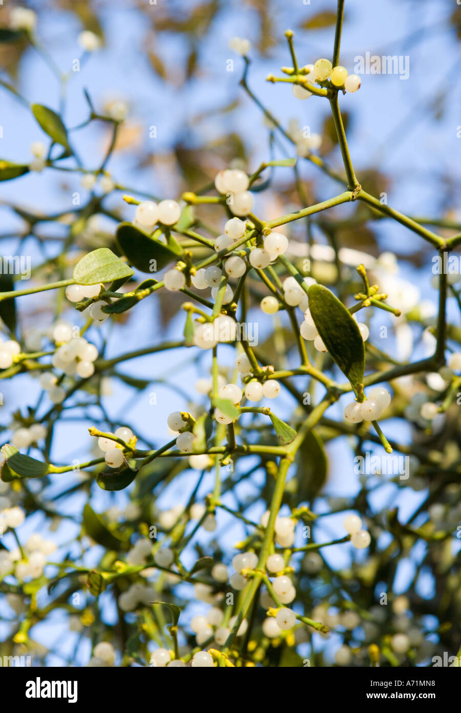 Kissing under mistletoe tradition hi-res stock photography and images ...