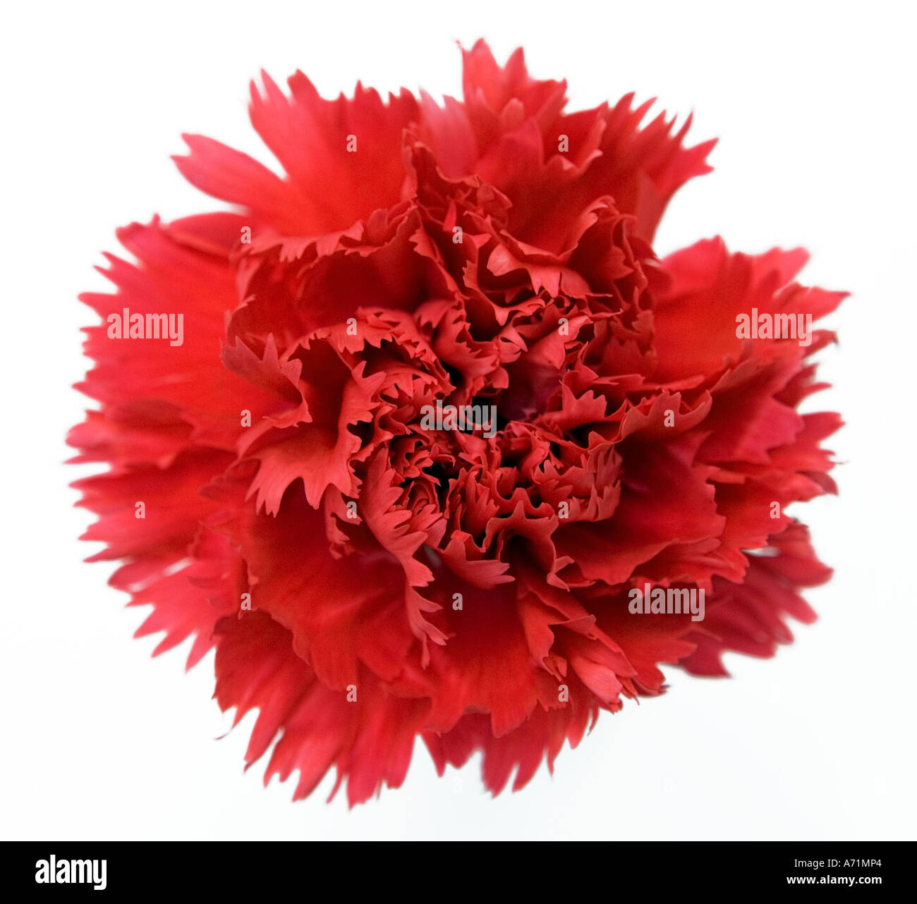 Carnation cutout hi-res stock photography and images - Alamy