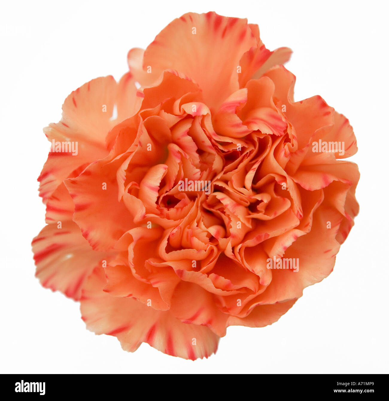 Frilly carnation hi-res stock photography and images - Alamy