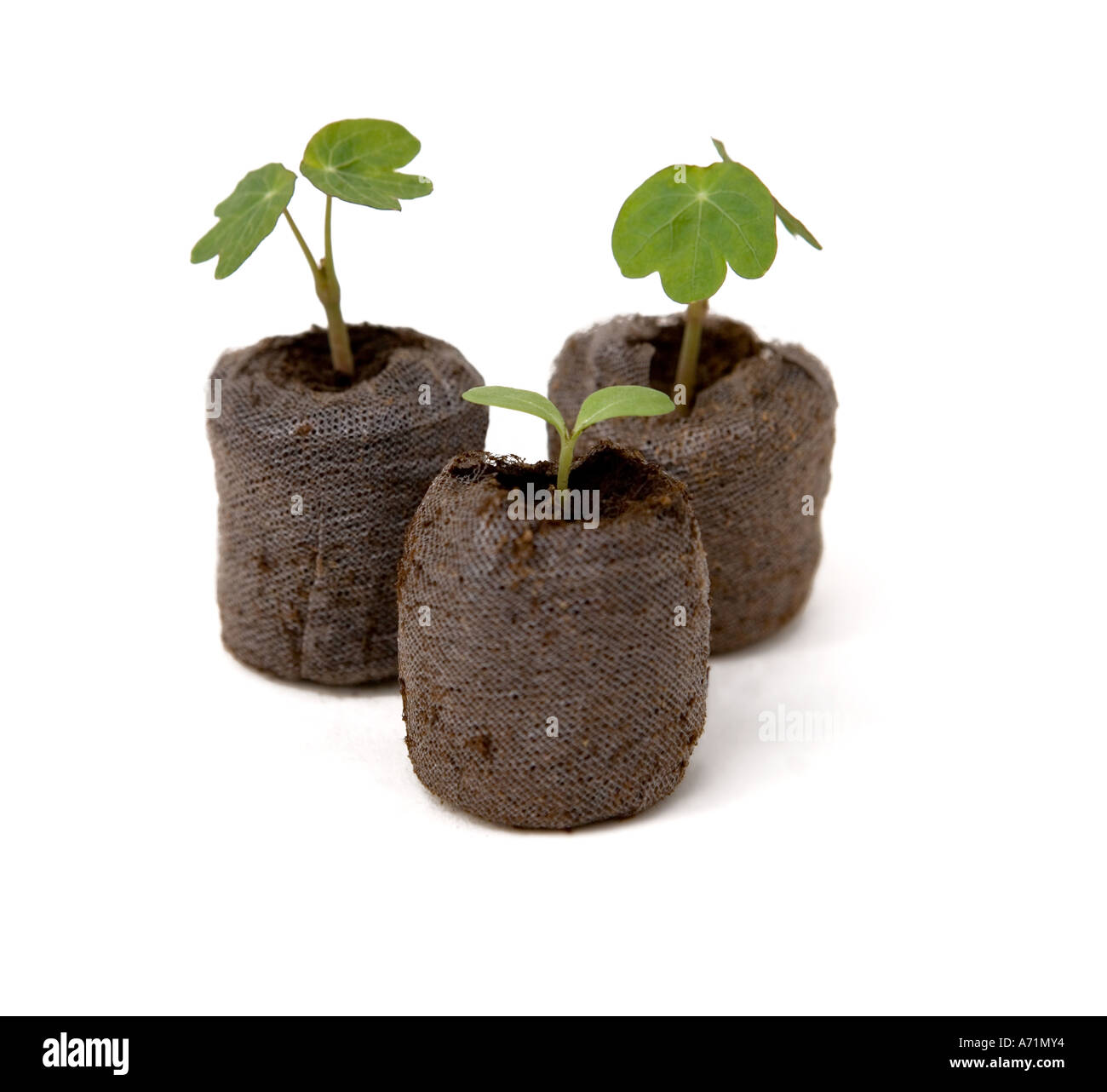 Seedlings grow start Cut Out Stock Images & Pictures - Alamy