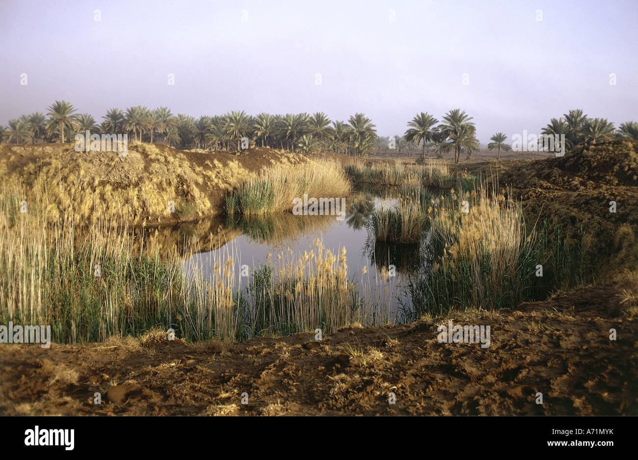 geography / travel, Iraq, Babylon, reed on shore of river Euphrates ...