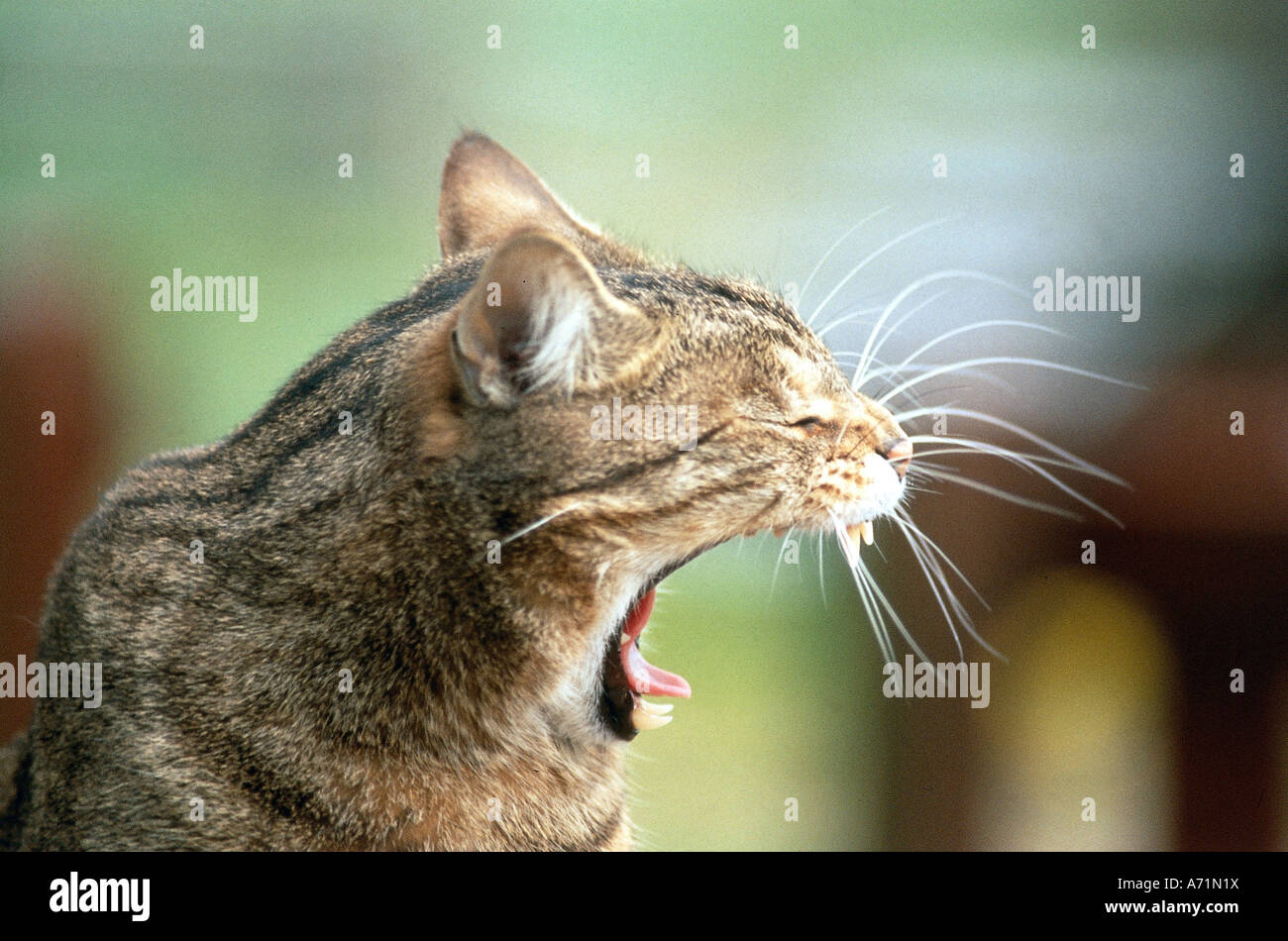 zoology / animals, mammal / mammalian, cats, (Felidae), House cat ...