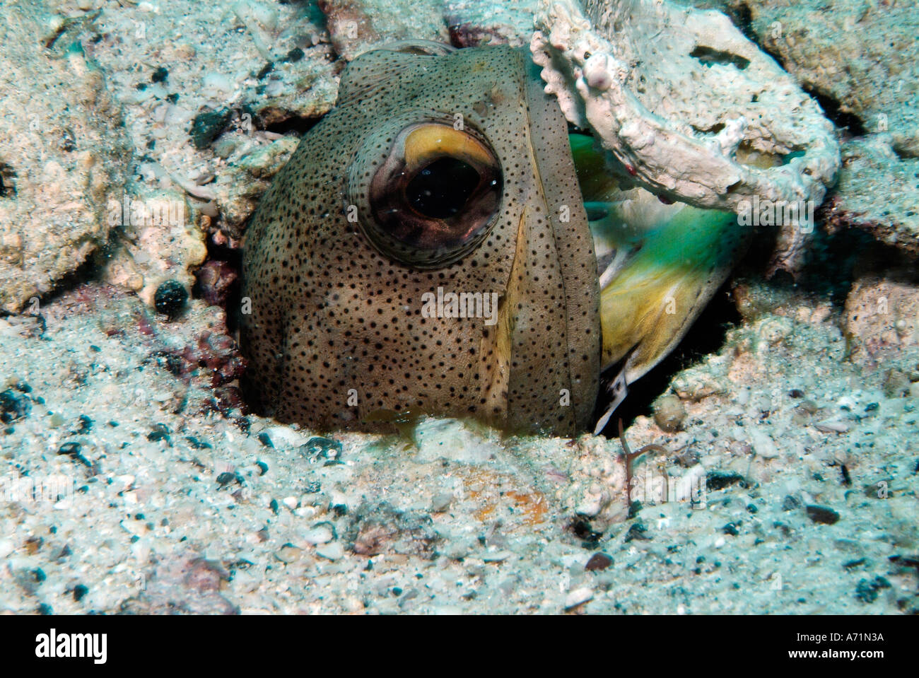 Giant jawfish in the sea of Cortez Stock Photo - Alamy