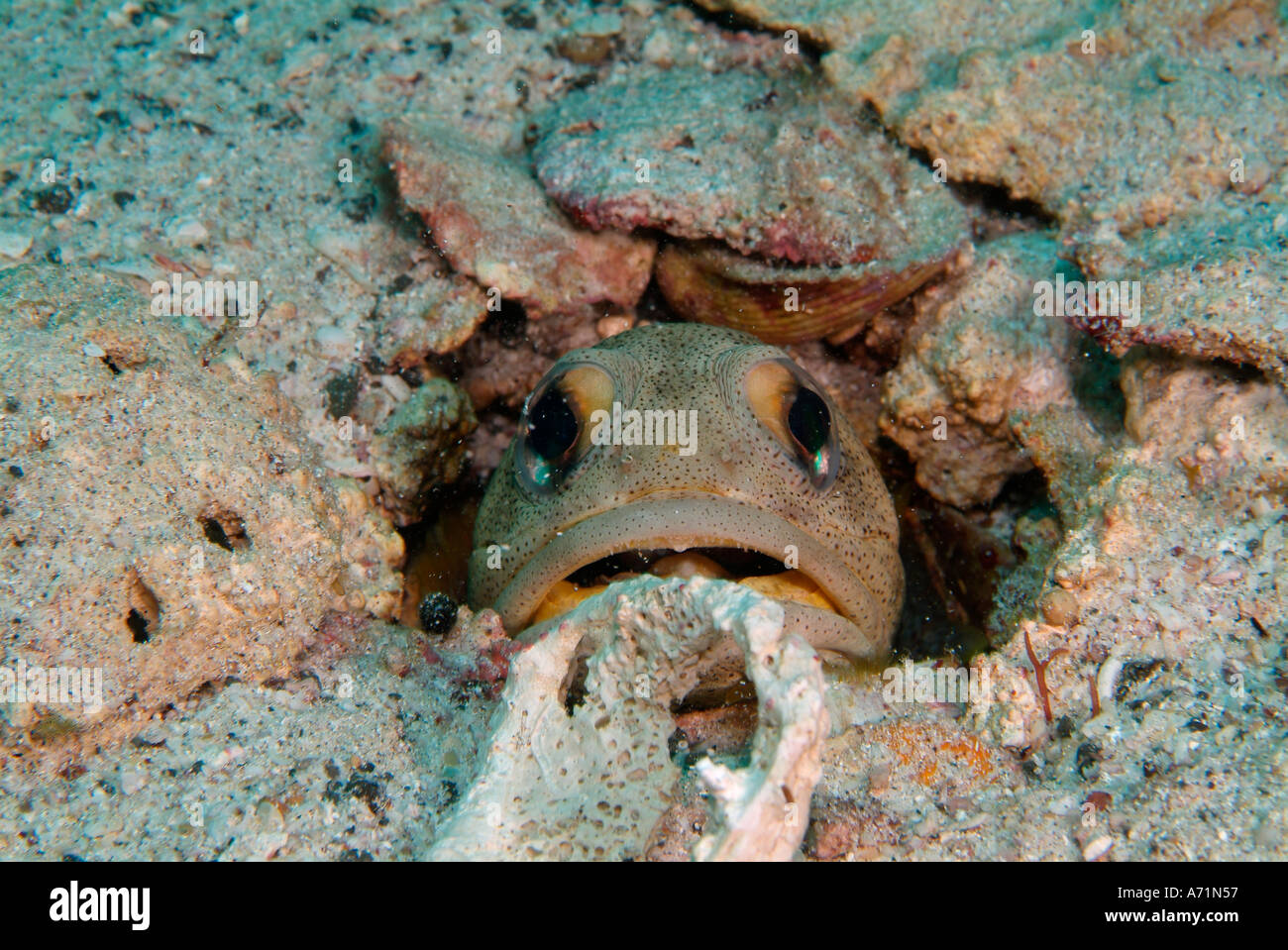 Giant jawfish in the sea of Cortez Stock Photo - Alamy