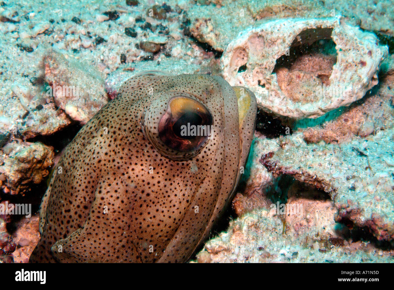 Giant jawfish in the sea of Cortez Stock Photo - Alamy
