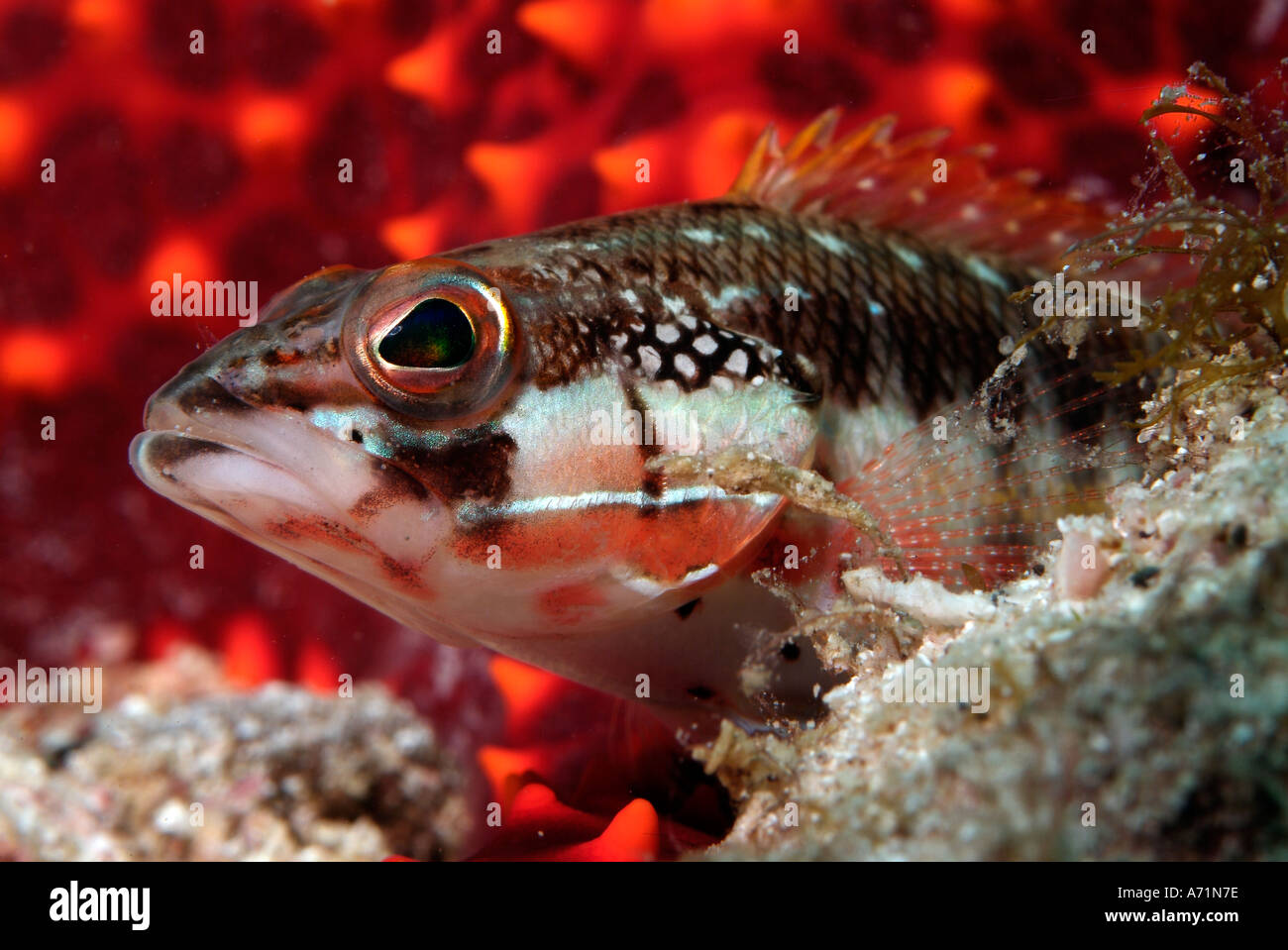 Barred serrano in the Sea of Cortez Stock Photo - Alamy
