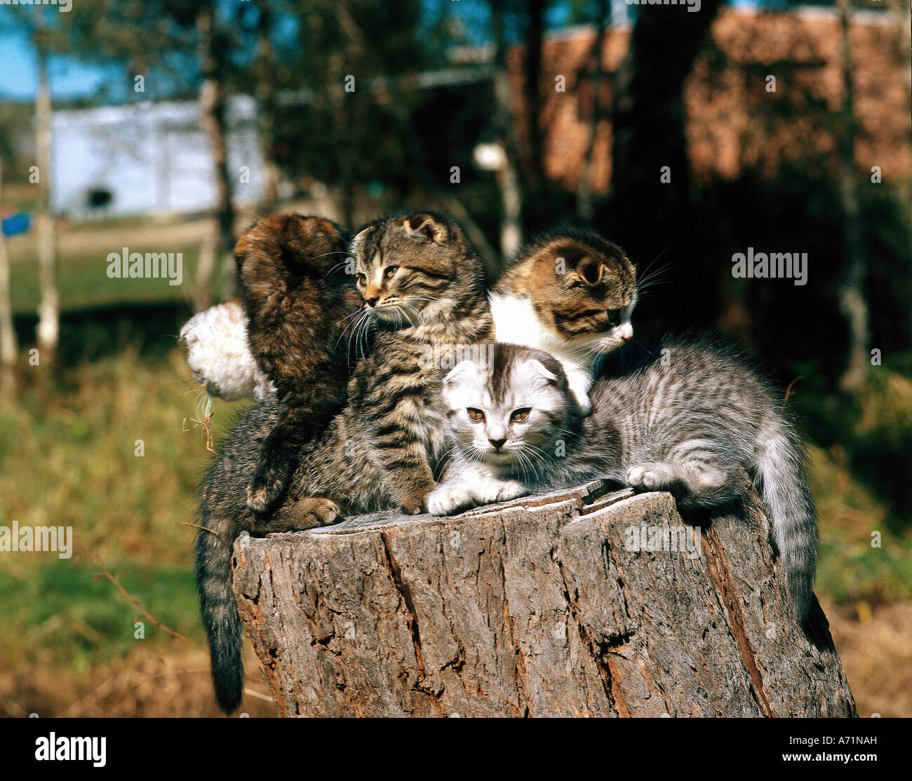 zoology / animals, mammal / mammalian, cats, (Felidae), House cat ...