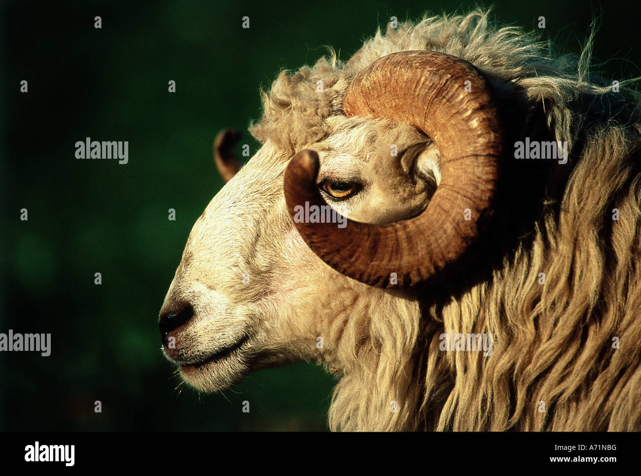 Wallachian sheep hi-res stock photography and images - Alamy